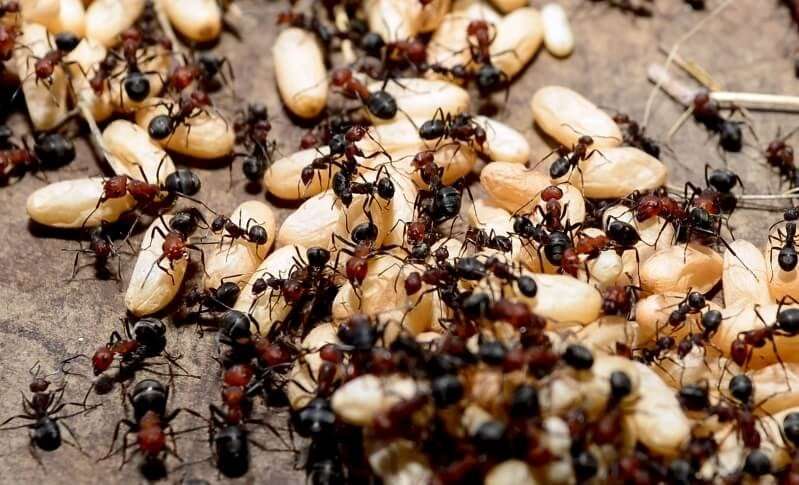 Ant Control Phoenix, AZ - All Ant Control